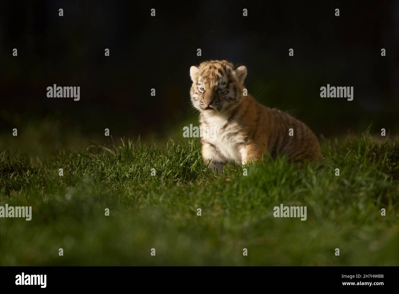 Siberian tiger cub hi-res stock photography and images - Alamy