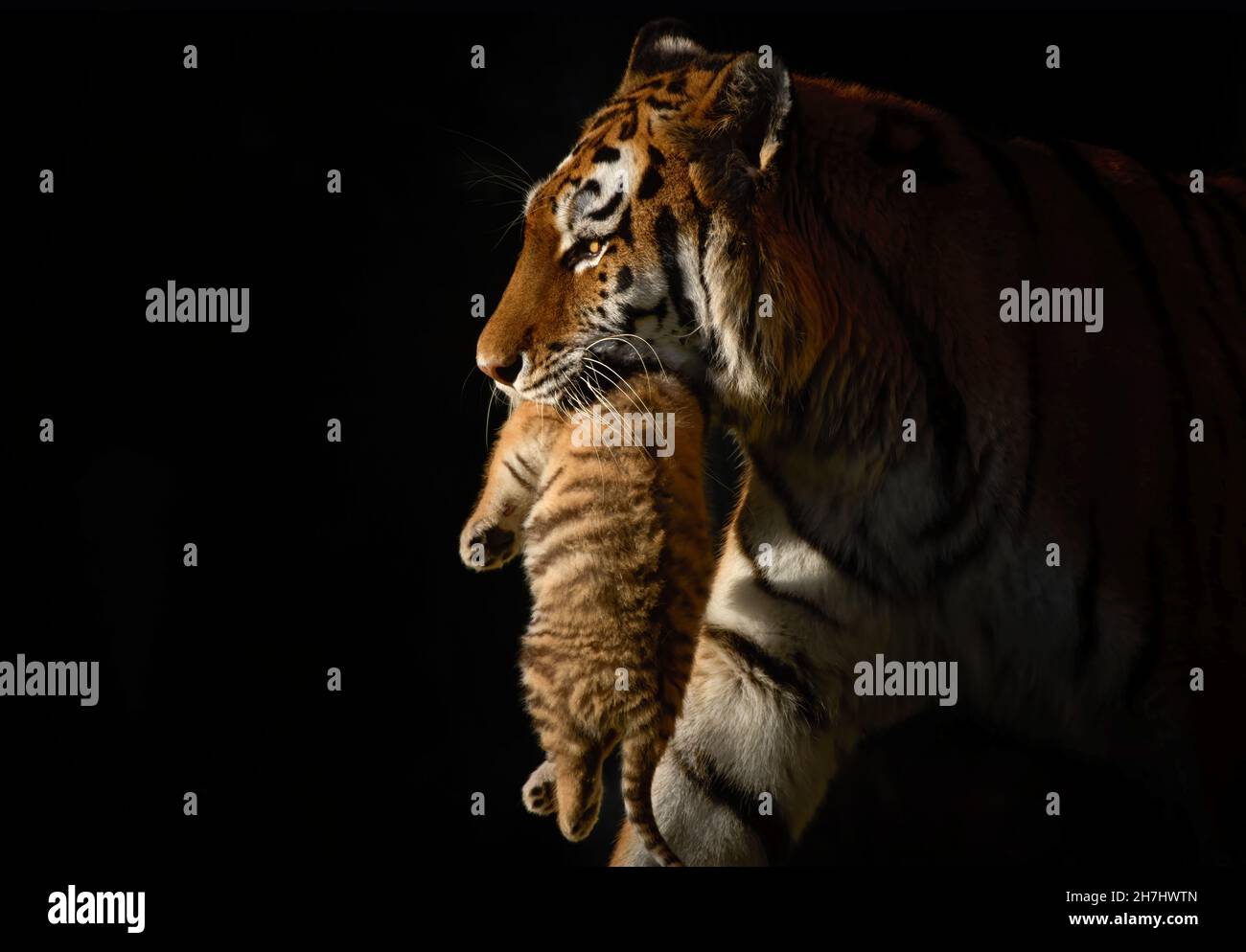 Amur tiger mum carrying young cub Stock Photo - Alamy