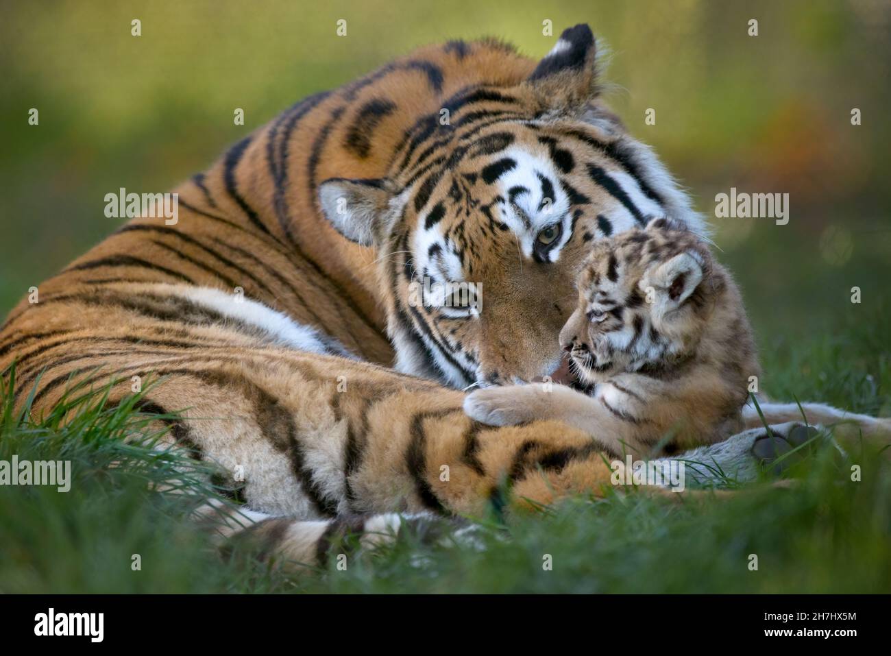 Tiger Cubs Cuddling