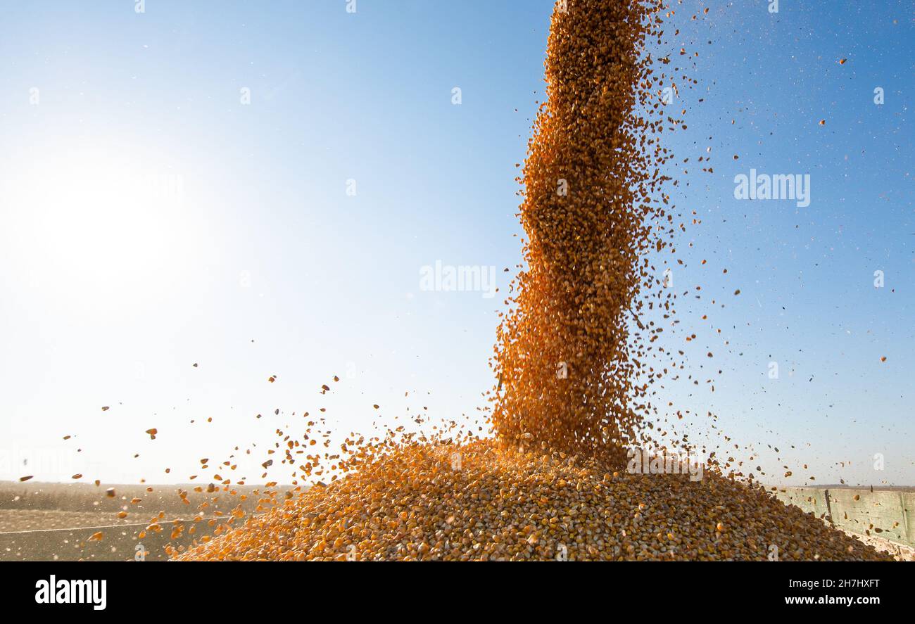 Grain auger of combine pouring corn into tractor trailer Stock Photo ...