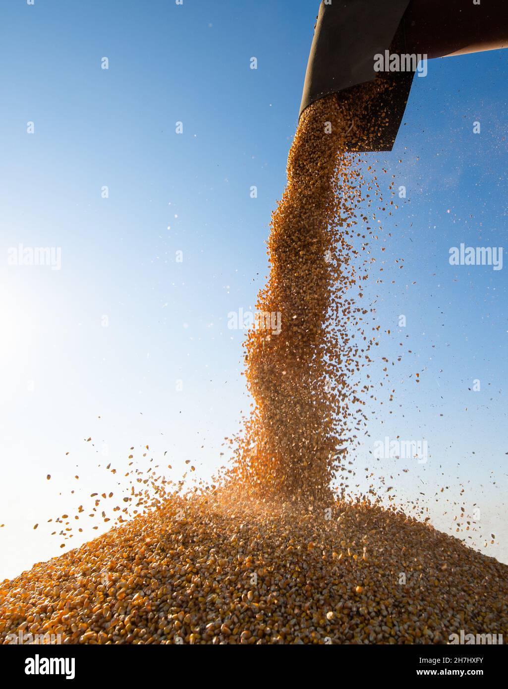 Grain auger of combine pouring corn into tractor trailer Stock Photo ...