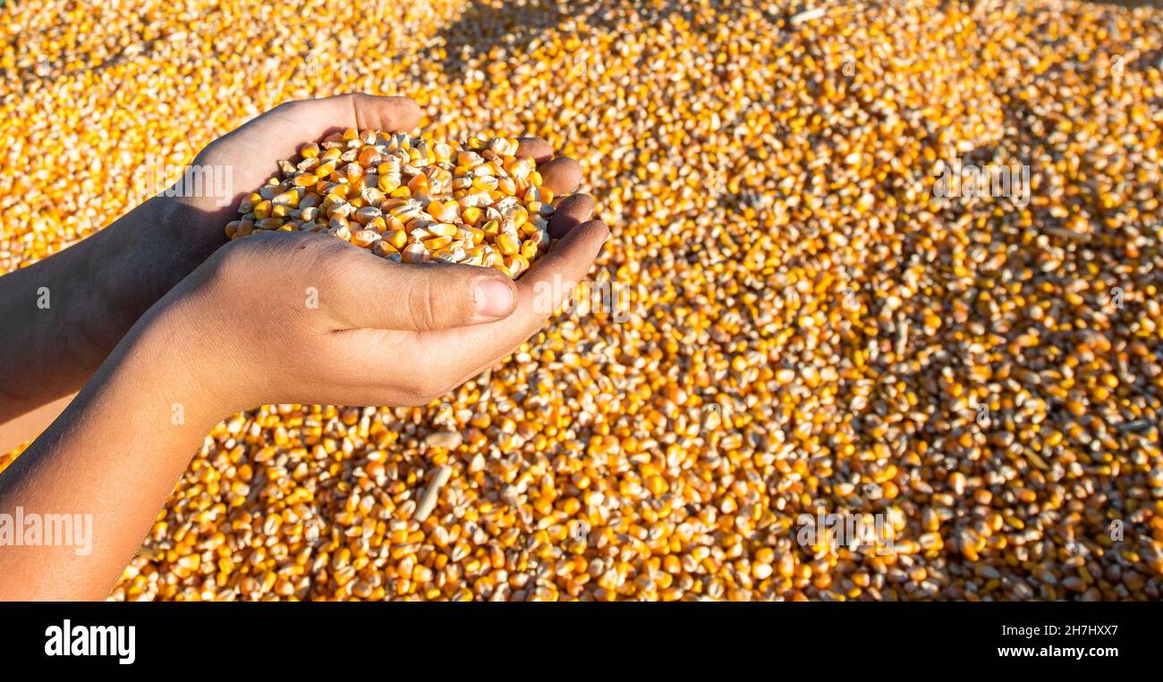 Corn seed in farmer hands hi-res stock photography and images - Alamy