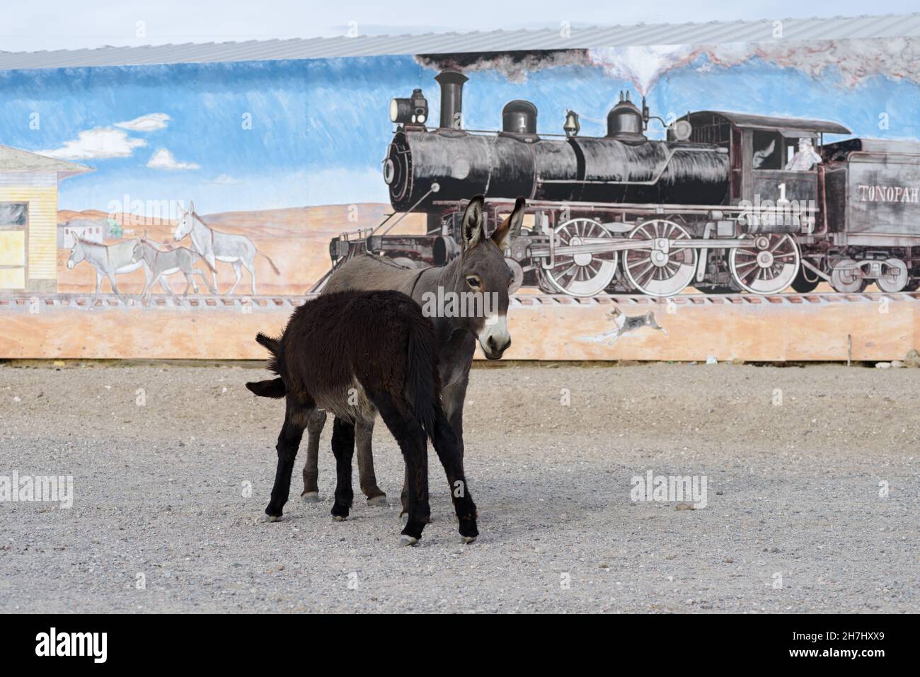 Feral donkey and nursing young against a mural shown in Beatty, Nevada ...