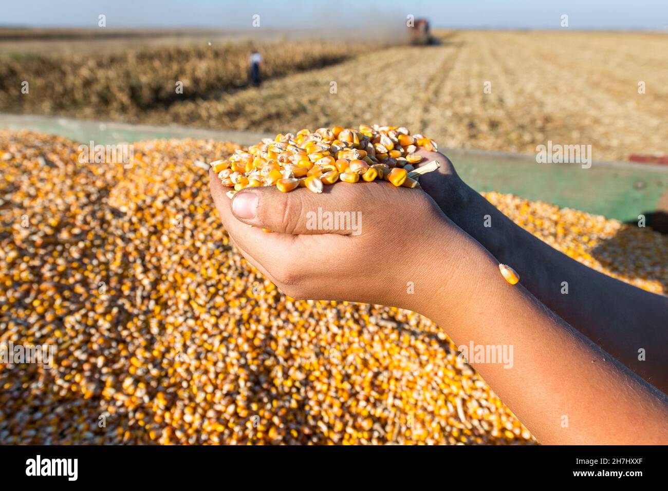 Corn seed in farmer hands hi-res stock photography and images - Alamy