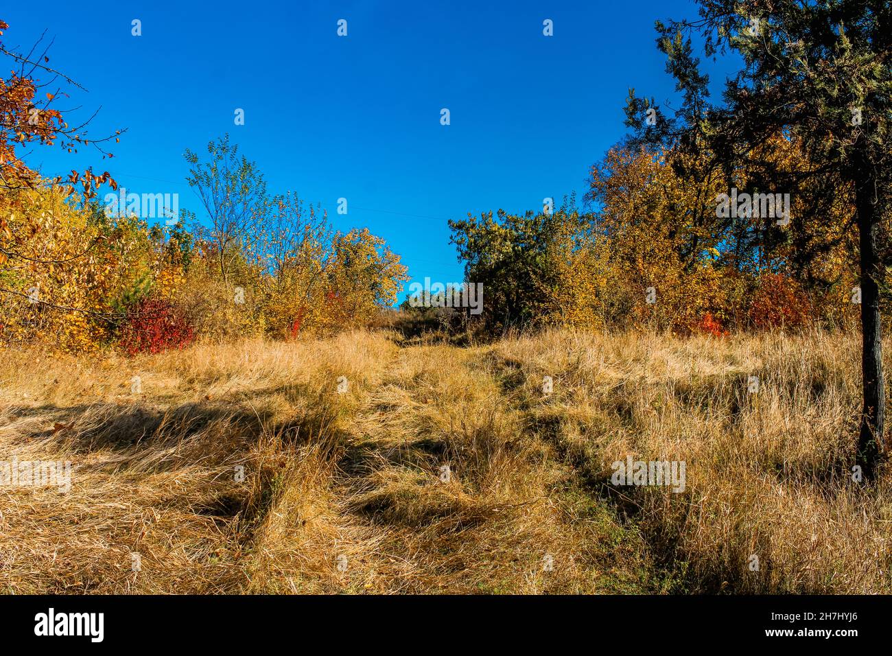 Beautiful path in forest hi-res stock photography and images - Alamy