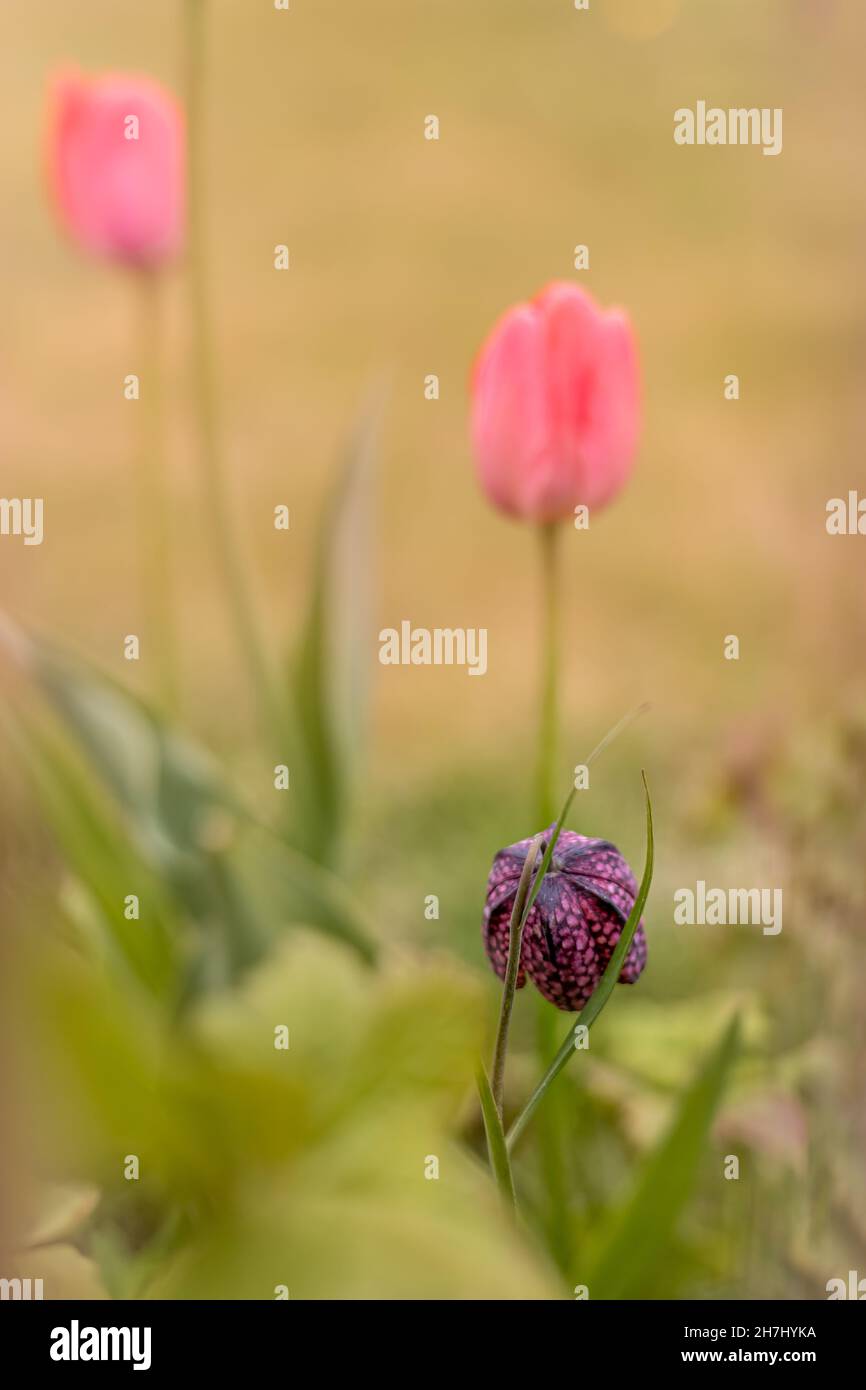 Spring background with a purple chess flower (snake's head) and two ...