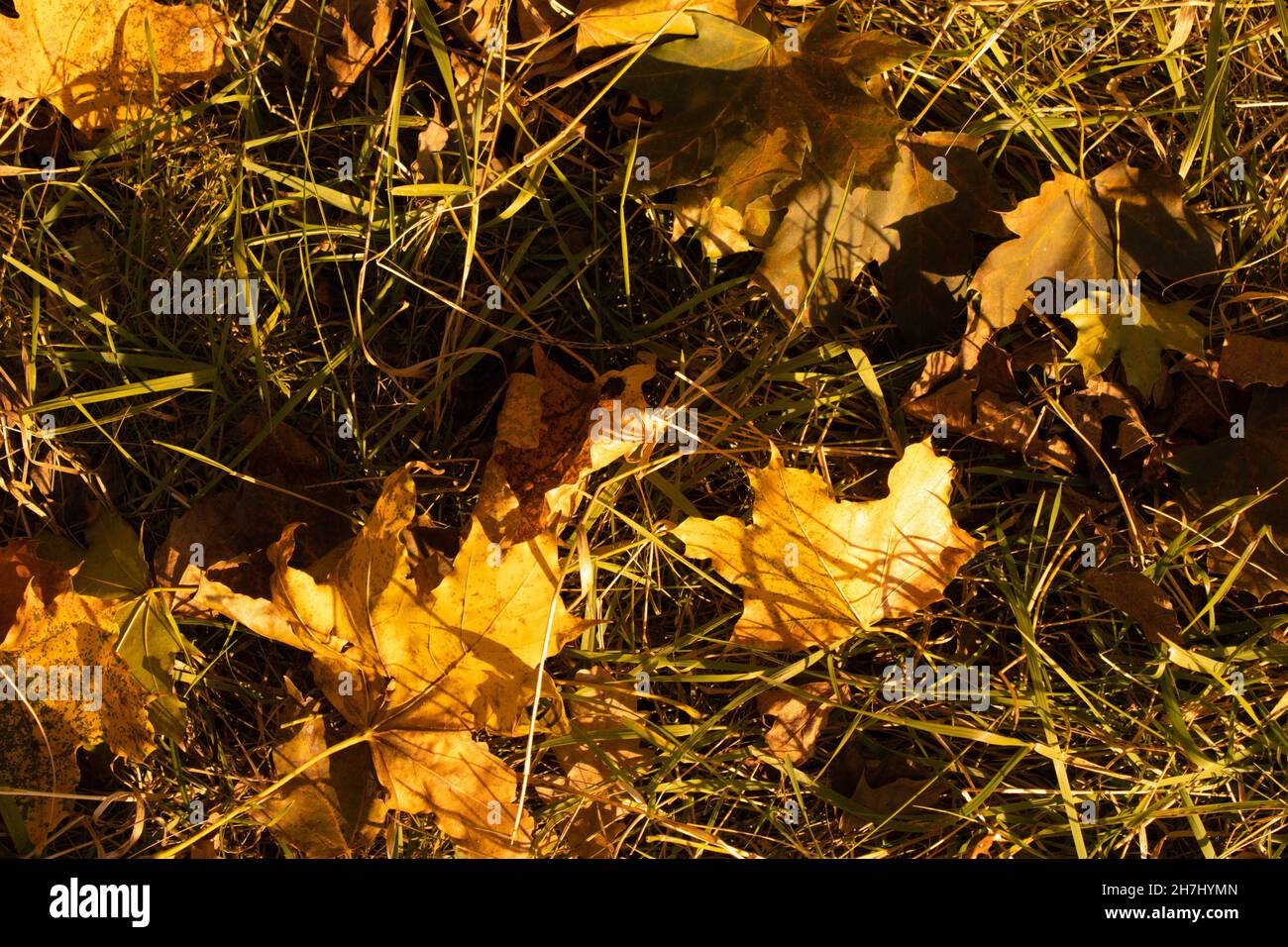 Night fall leaves hi-res stock photography and images - Alamy