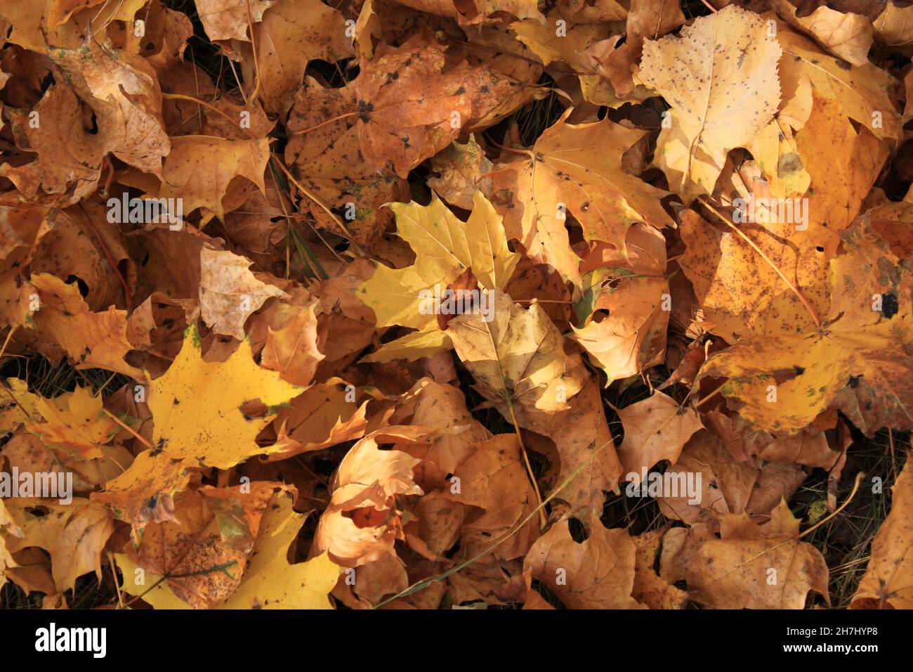 autumn leaves on the ground, background of fall Stock Photo - Alamy