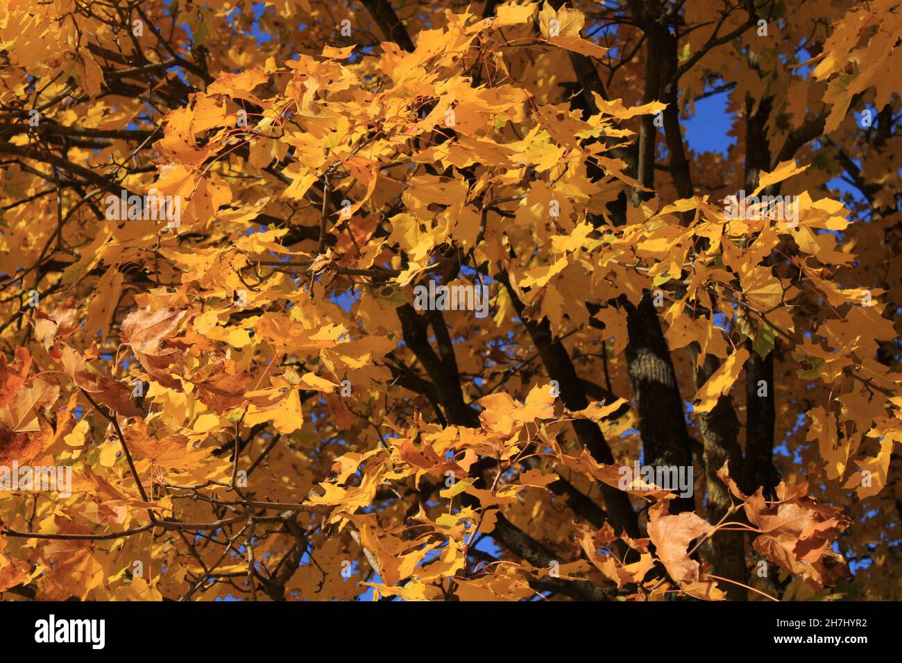 Yellow fall leaf on hi-res stock photography and images - Alamy