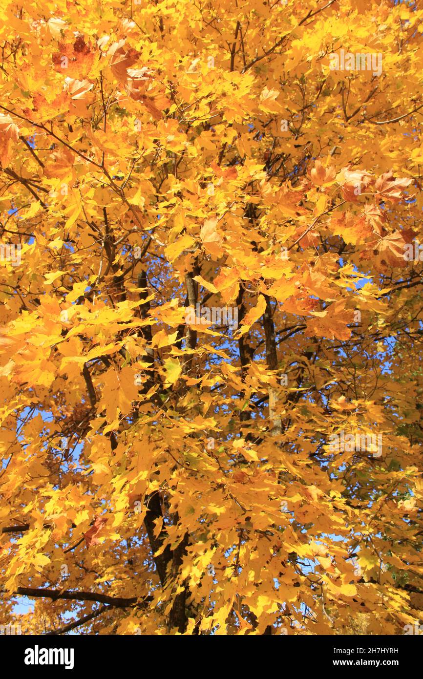 Wallpaper fall tree hi-res stock photography and images - Alamy