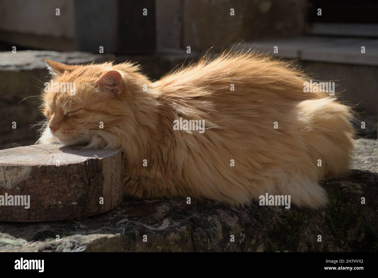 red angora cat in the sun in profile Stock Photo - Alamy
