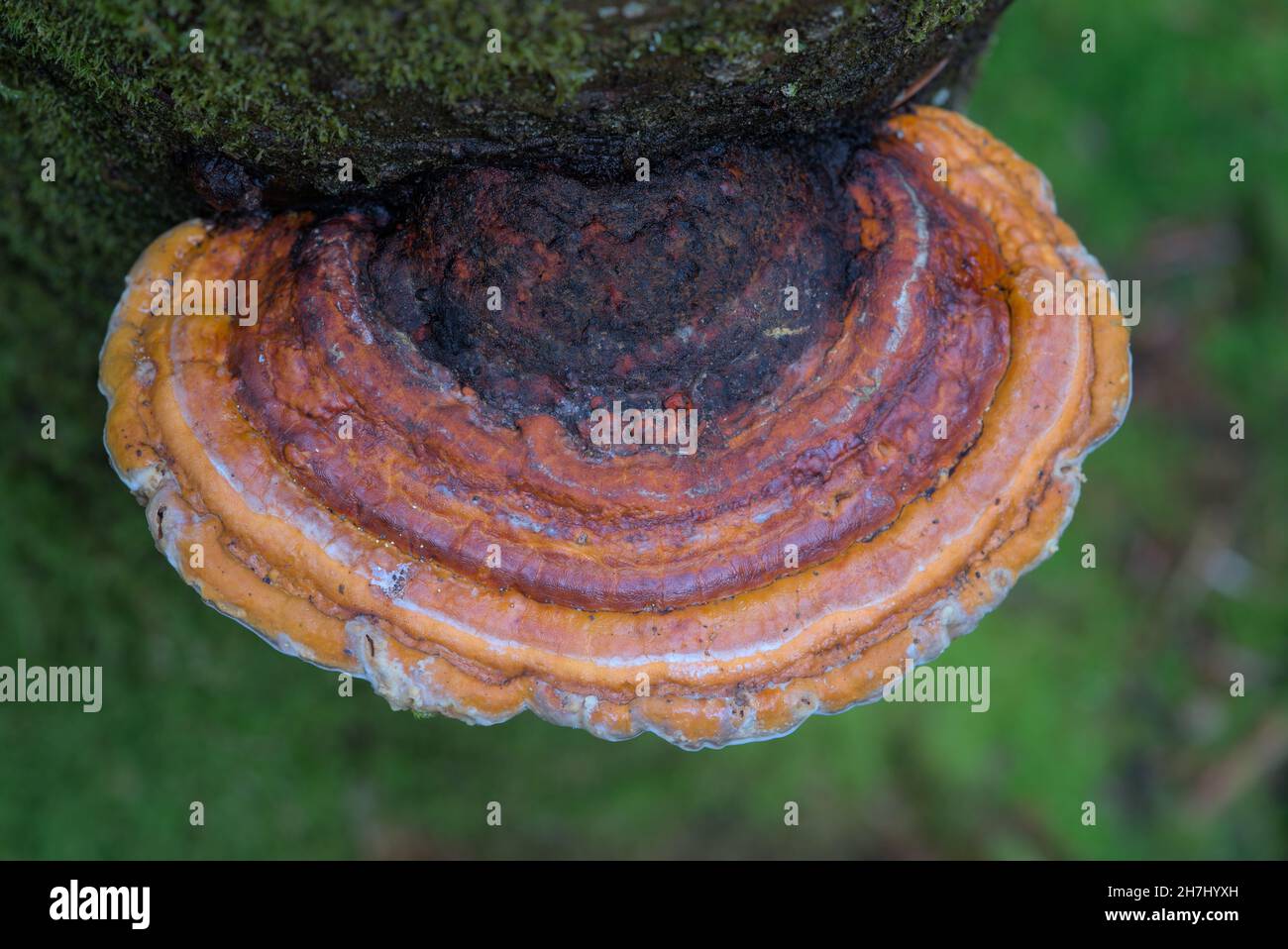 Southern Ganoderma (Ganoderma australe) woodland fungus on a trunk ...