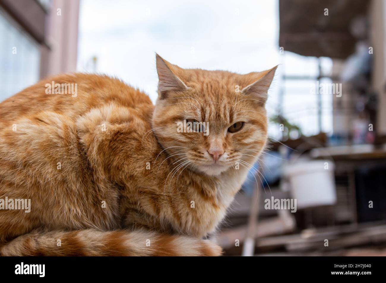 Orange tabby cat sitting white hi-res stock photography and images - Alamy