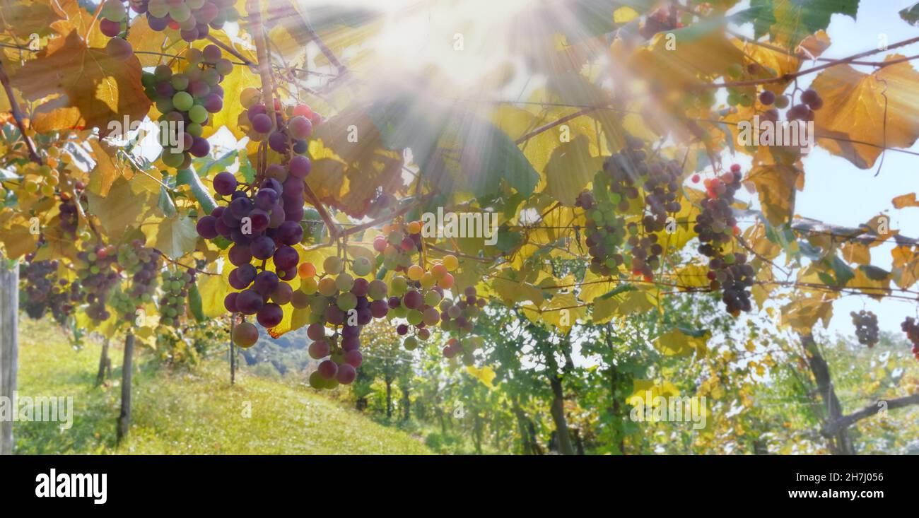 grape growing in a italian garden vwith sun light in foliage Stock ...