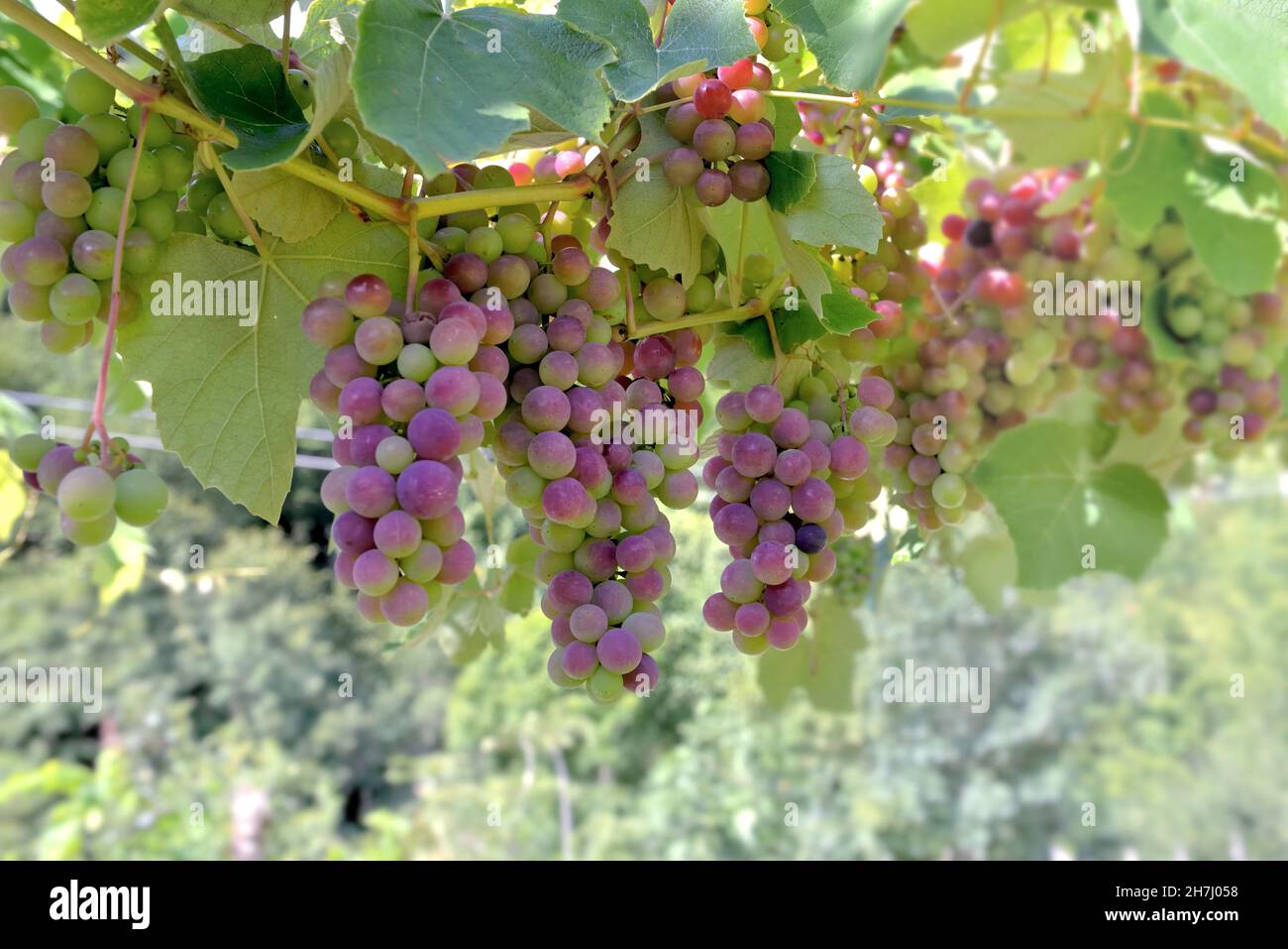 Beautiful grape hi-res stock photography and images - Alamy