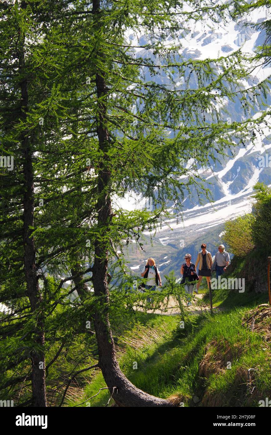 At the Oberglanegg-Alm at Timmelsjoch, Passeier Valley, South Tyrol ...