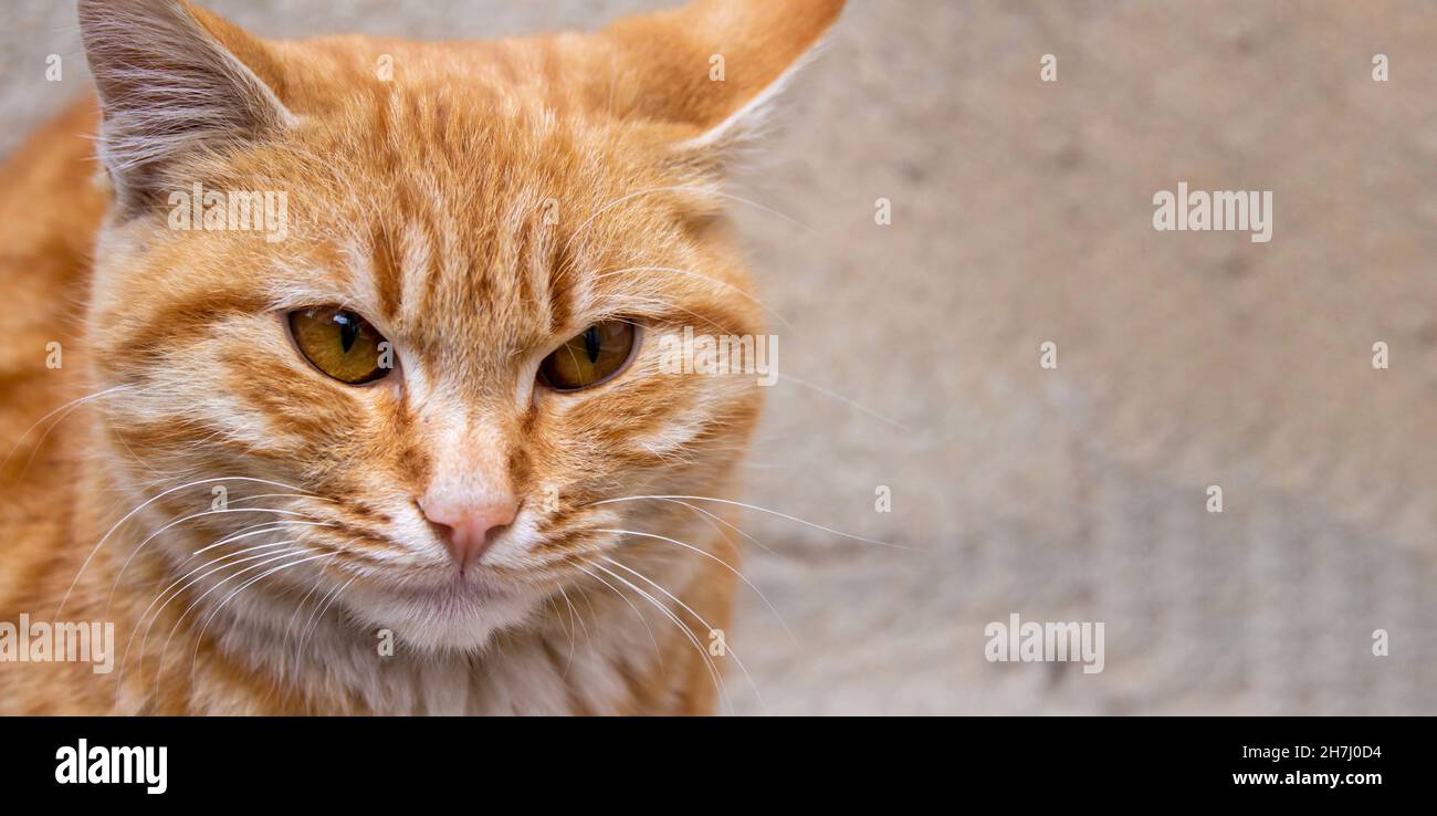 Stray cat photo hi-res stock photography and images - Alamy