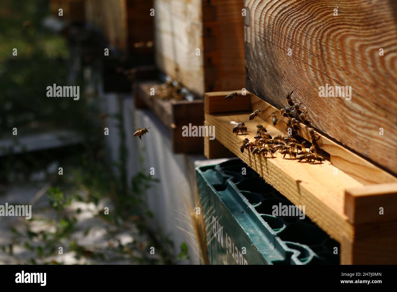Closeup shot of a wooden beehive and bees Stock Photo - Alamy