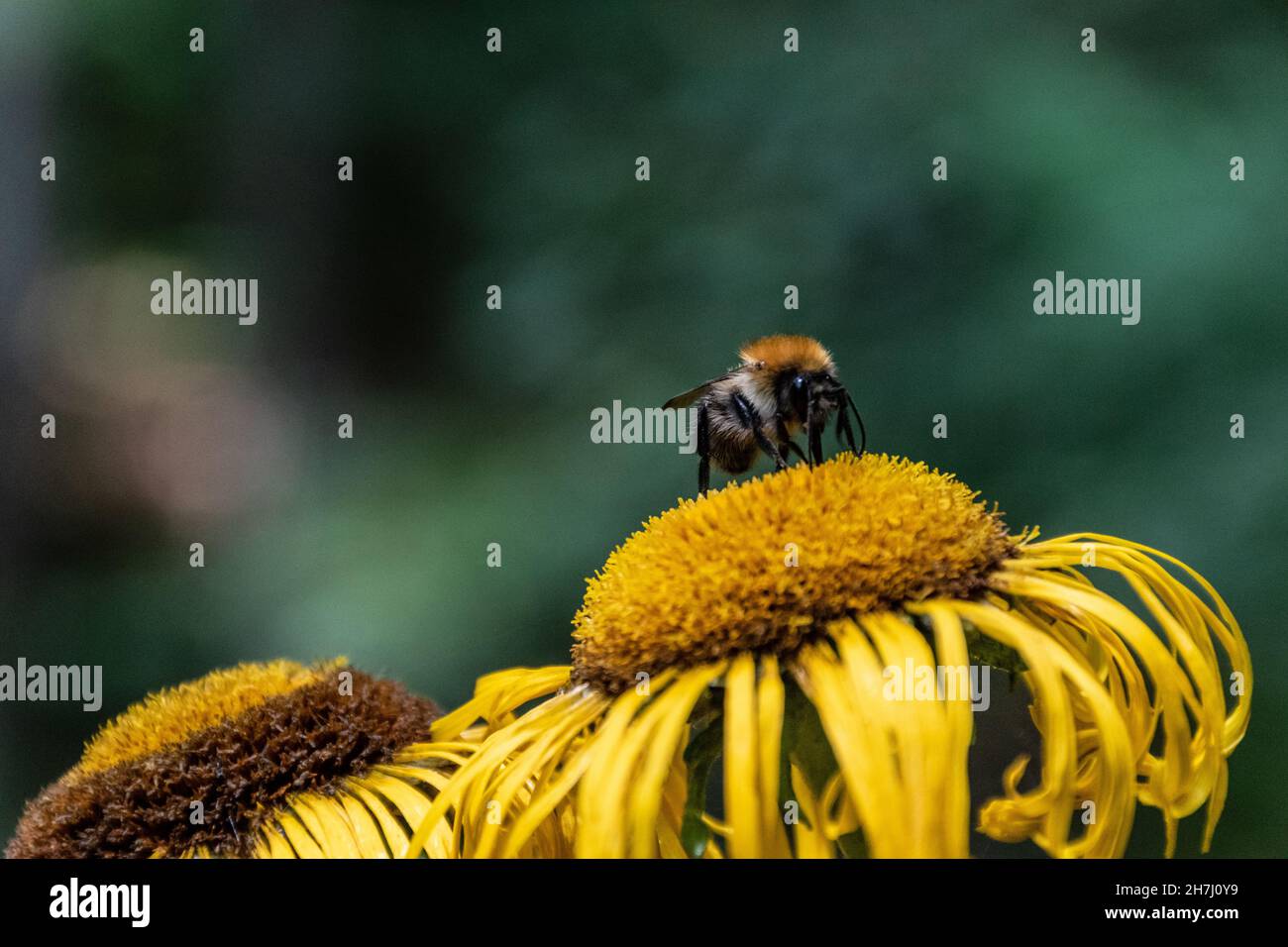 Bumblebee beetle hi-res stock photography and images - Alamy