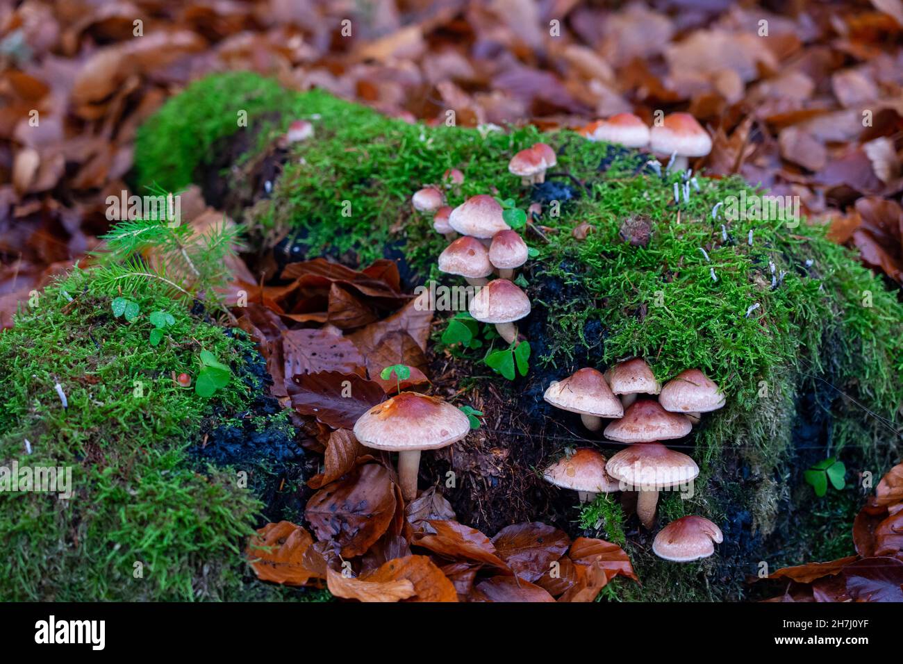 White path moss hi-res stock photography and images - Alamy
