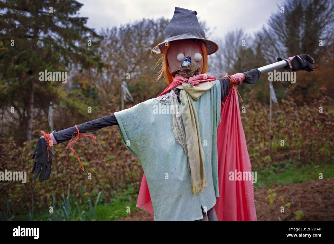A witch scarecrow in an allotment on the Sussex South Downs Stock Photo ...