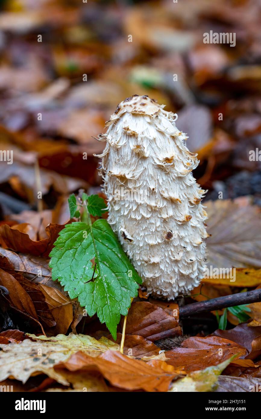 White path moss hi-res stock photography and images - Alamy