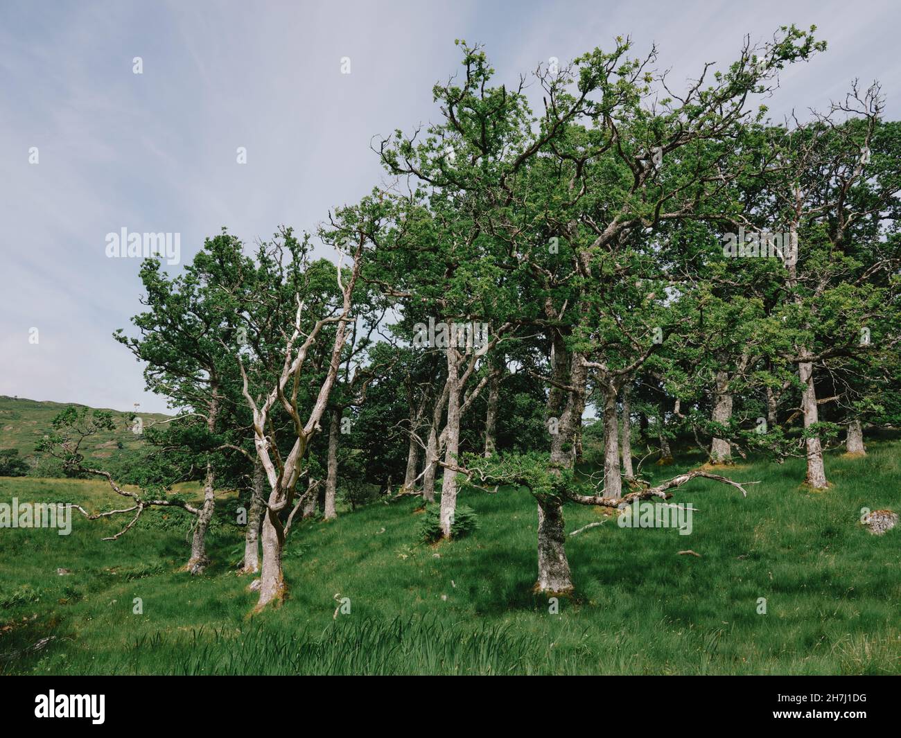 Mull ancient tree hi-res stock photography and images - Alamy
