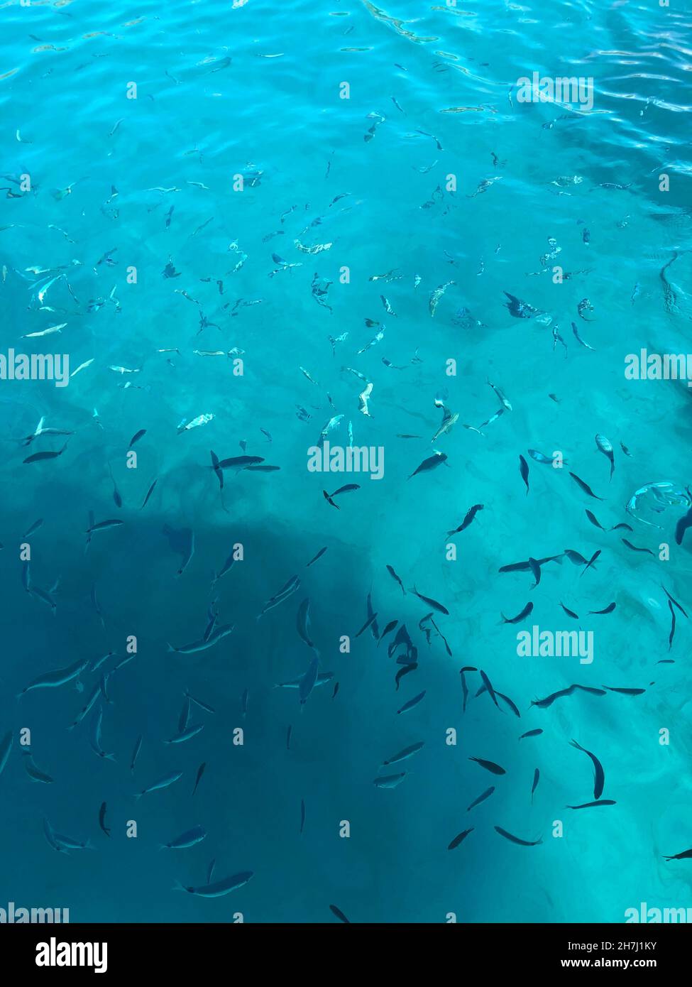 A lot of fish in the blue transparent water of Adriatic sea Stock Photo ...