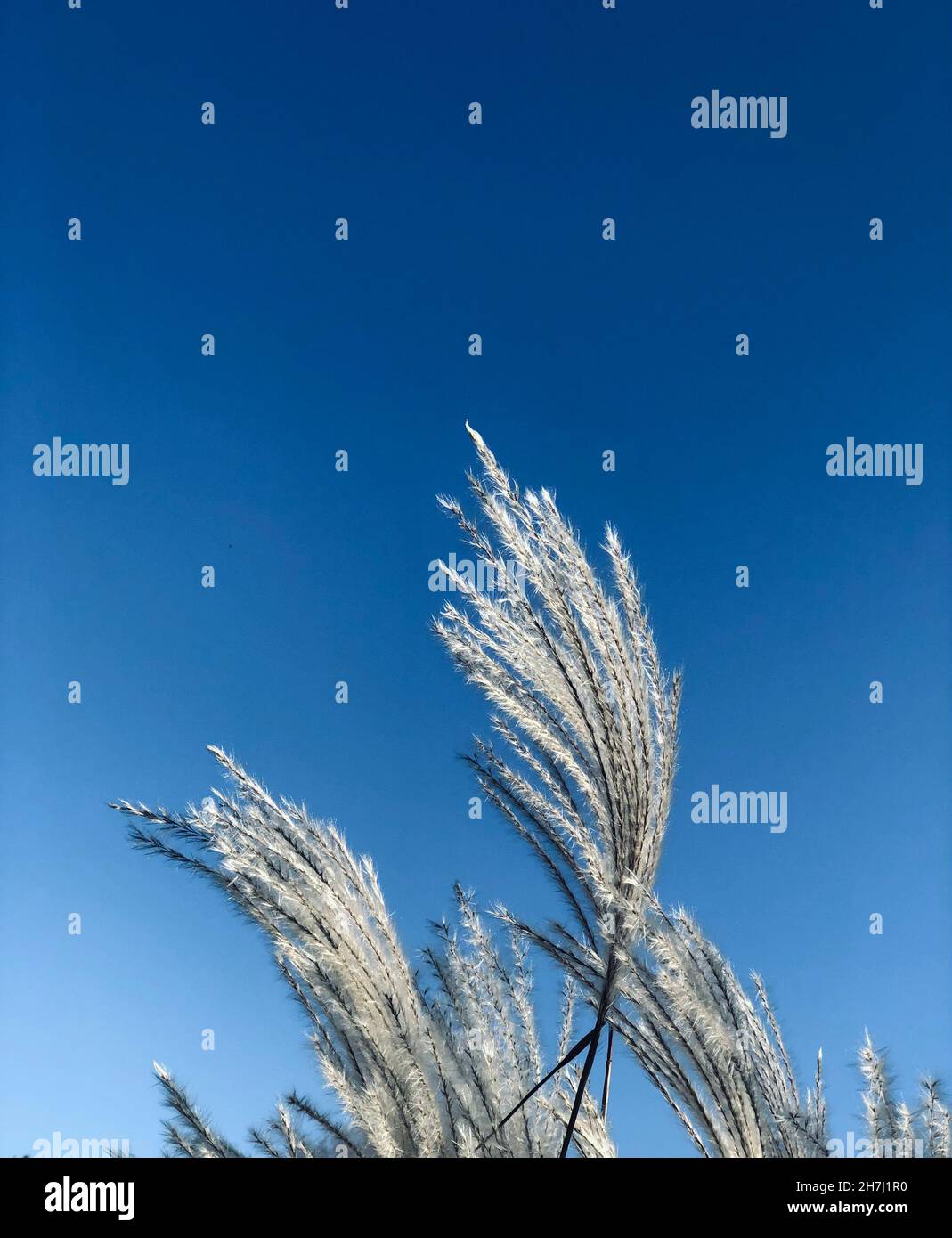 Minimalistic nature hi-res stock photography and images - Alamy