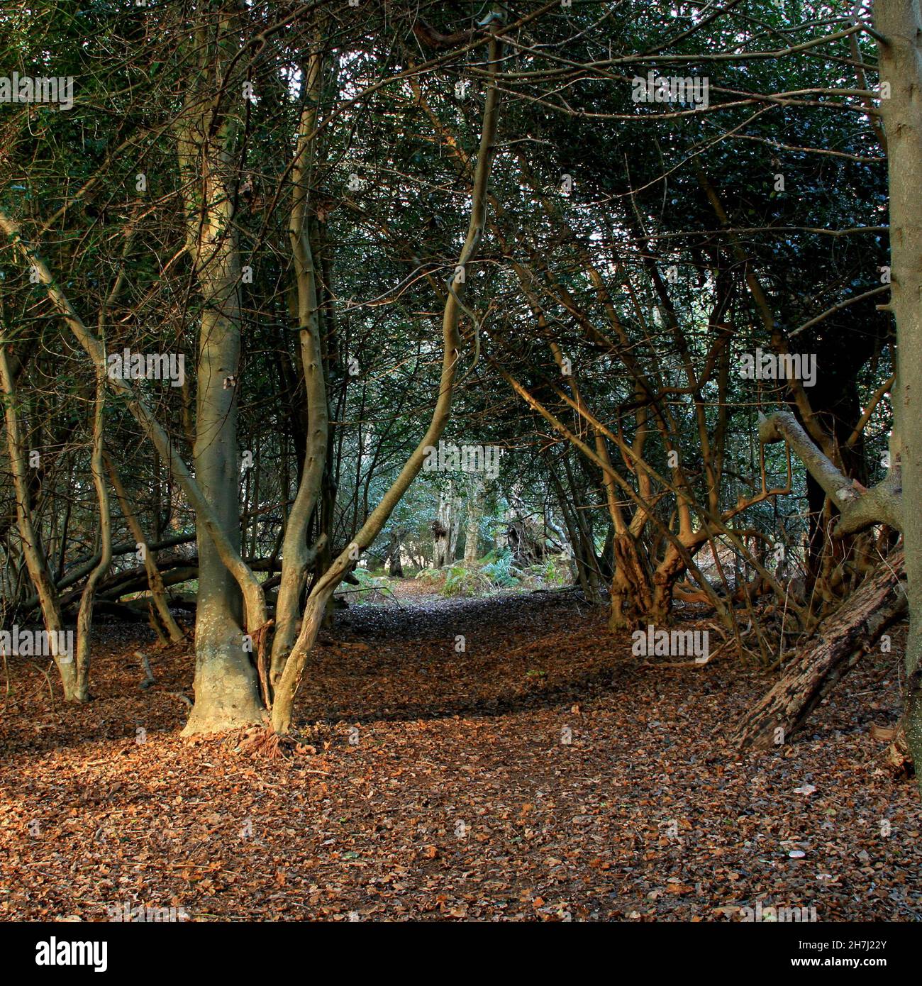 Fairytale forest in Suffolk, England Stock Photo - Alamy