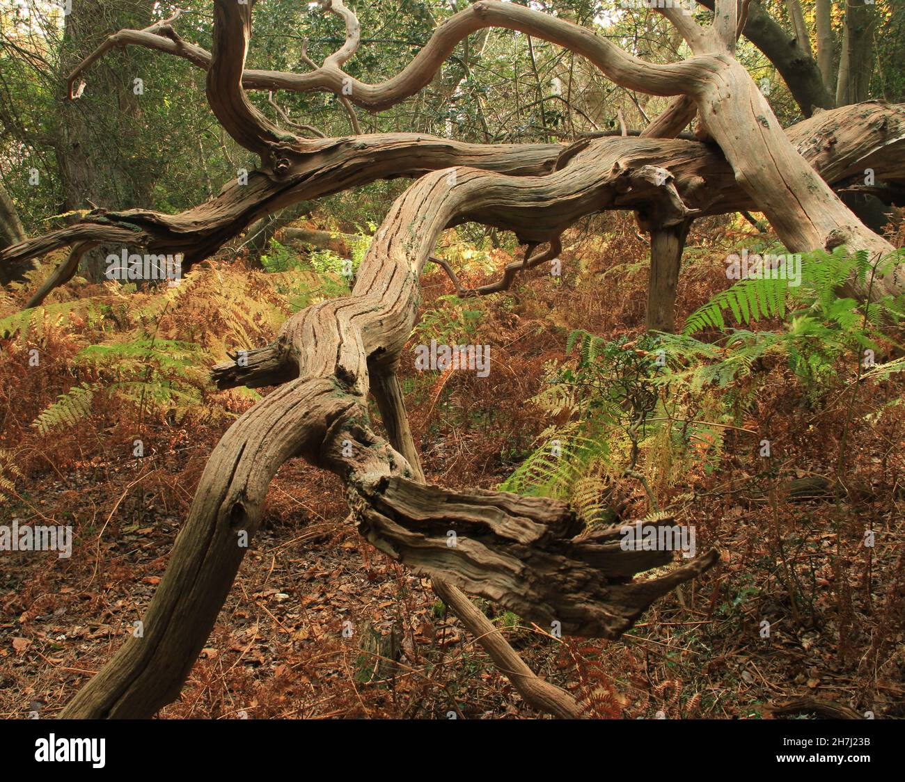 Twisted branches winter hi-res stock photography and images - Alamy