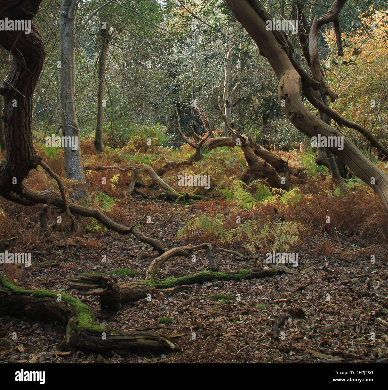 Magical woodland scene in Rendlesham Forest, Suffolk Stock Photo - Alamy