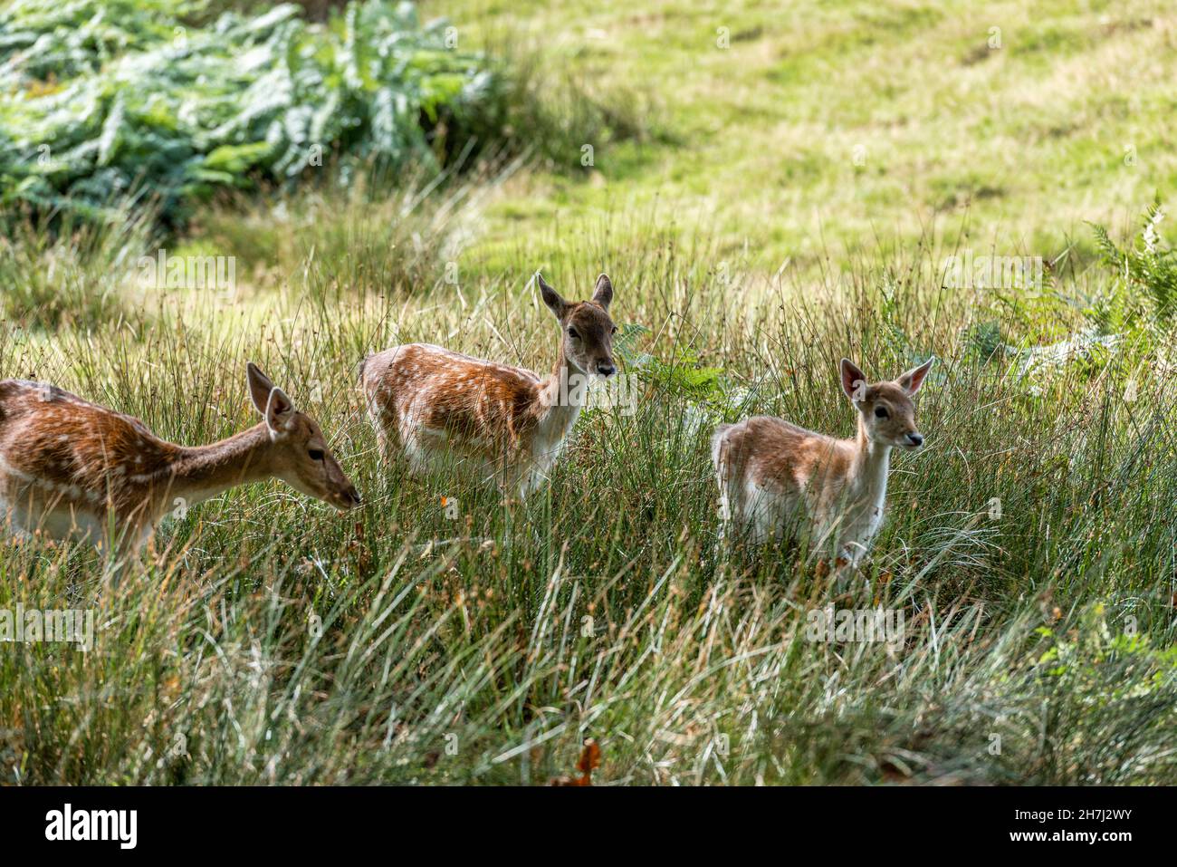 Deer in Knole Park near Sevenoaks in Kent, England Stock Photo - Alamy