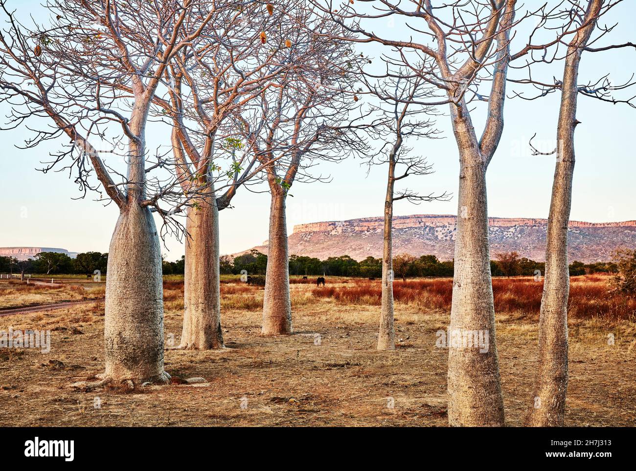 A grove of boab trees at sunrise with the Cockburn Range at Diggers ...