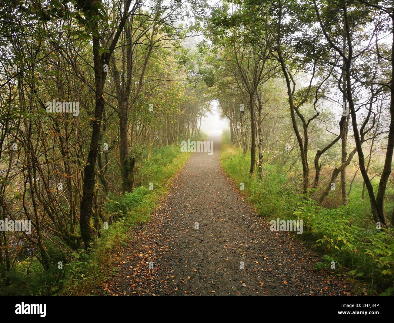 Path in between trees in the farm field Stock Photo - Alamy
