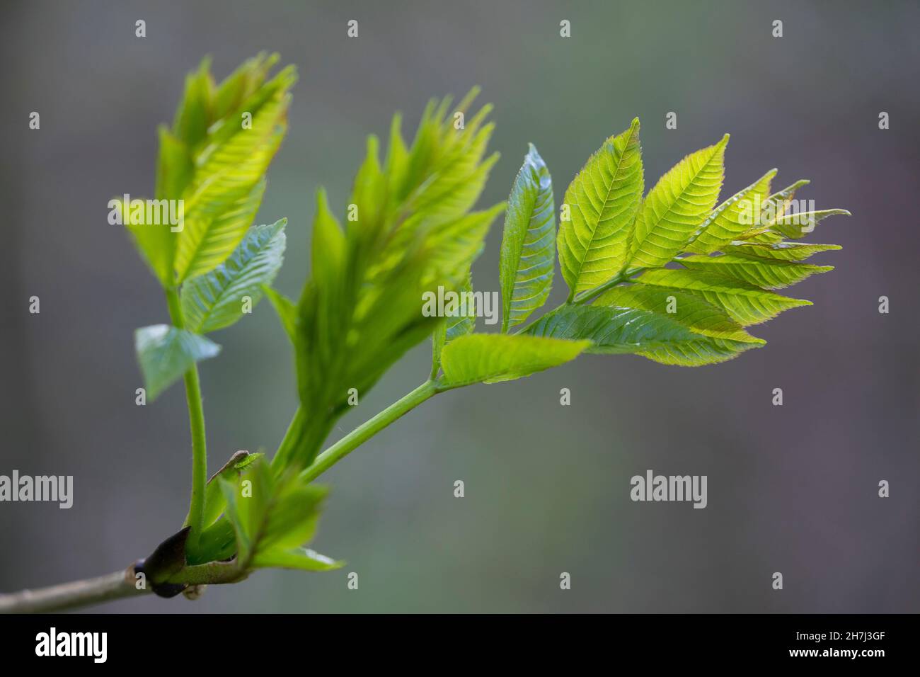 Le frene hi-res stock photography and images - Alamy