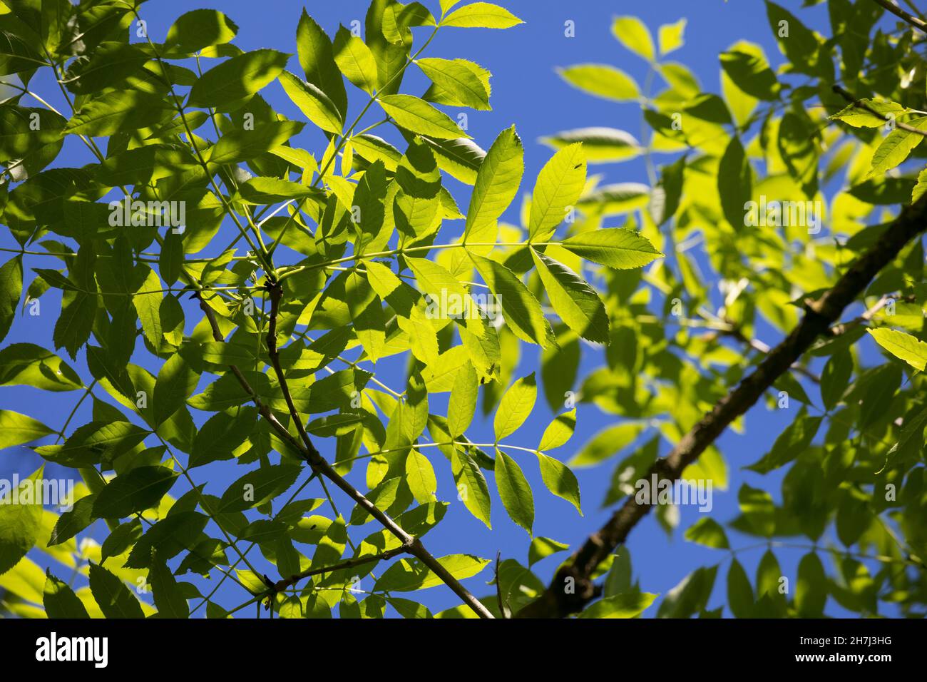 Frene commun hi-res stock photography and images - Alamy