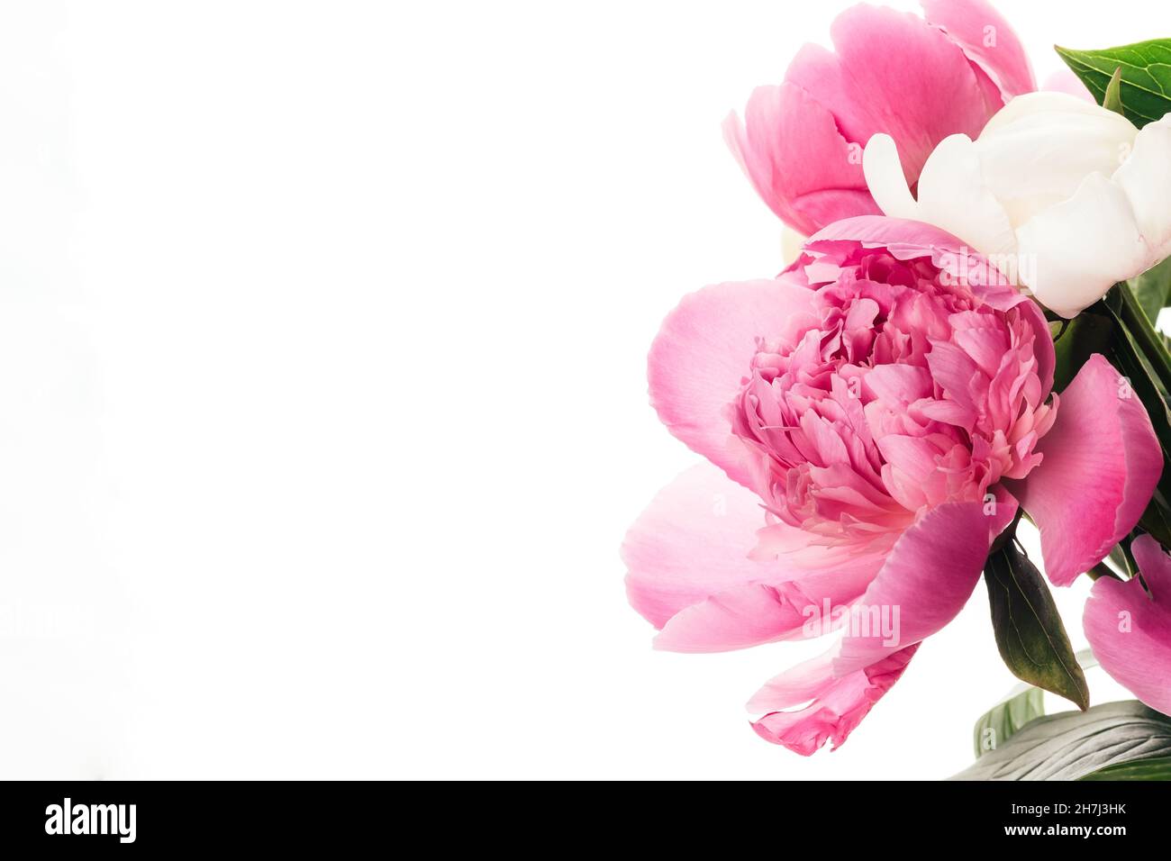 Bouquet of pink peonies closeup isolated on white background with copy ...