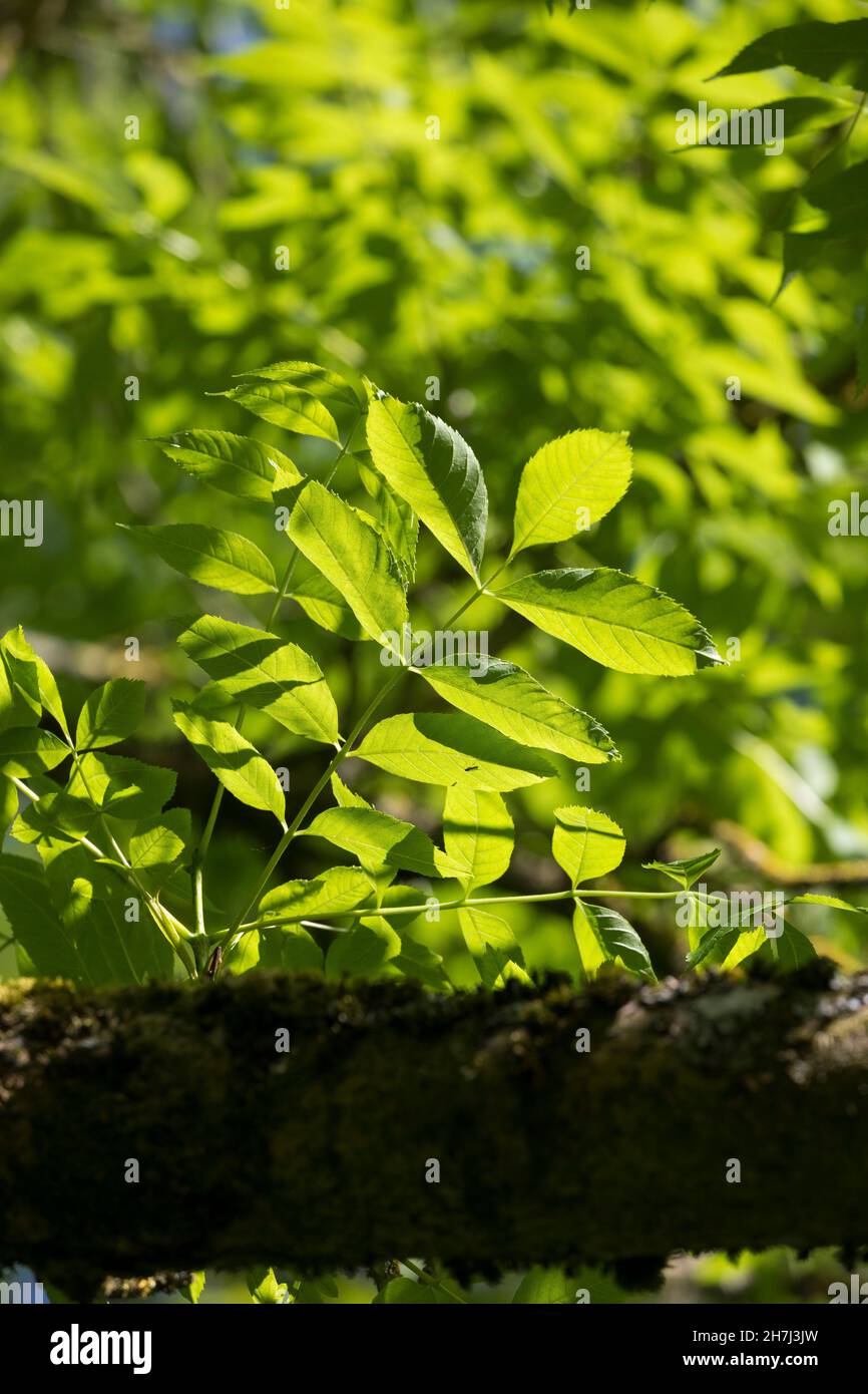 Frene hi-res stock photography and images - Alamy