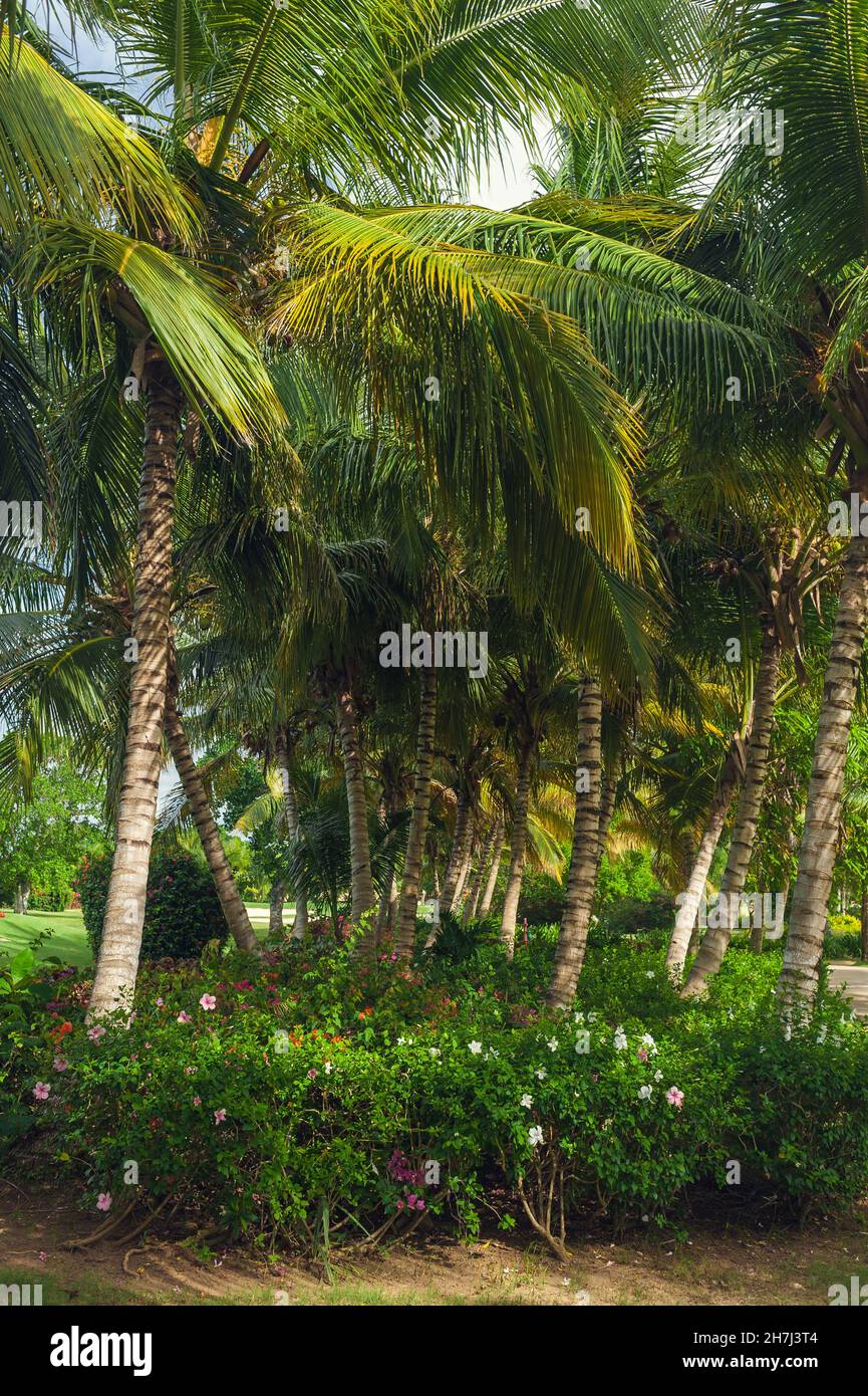 Exotic Palms Beach Resort Grounds. Beautiful Palm tree in tropical ...