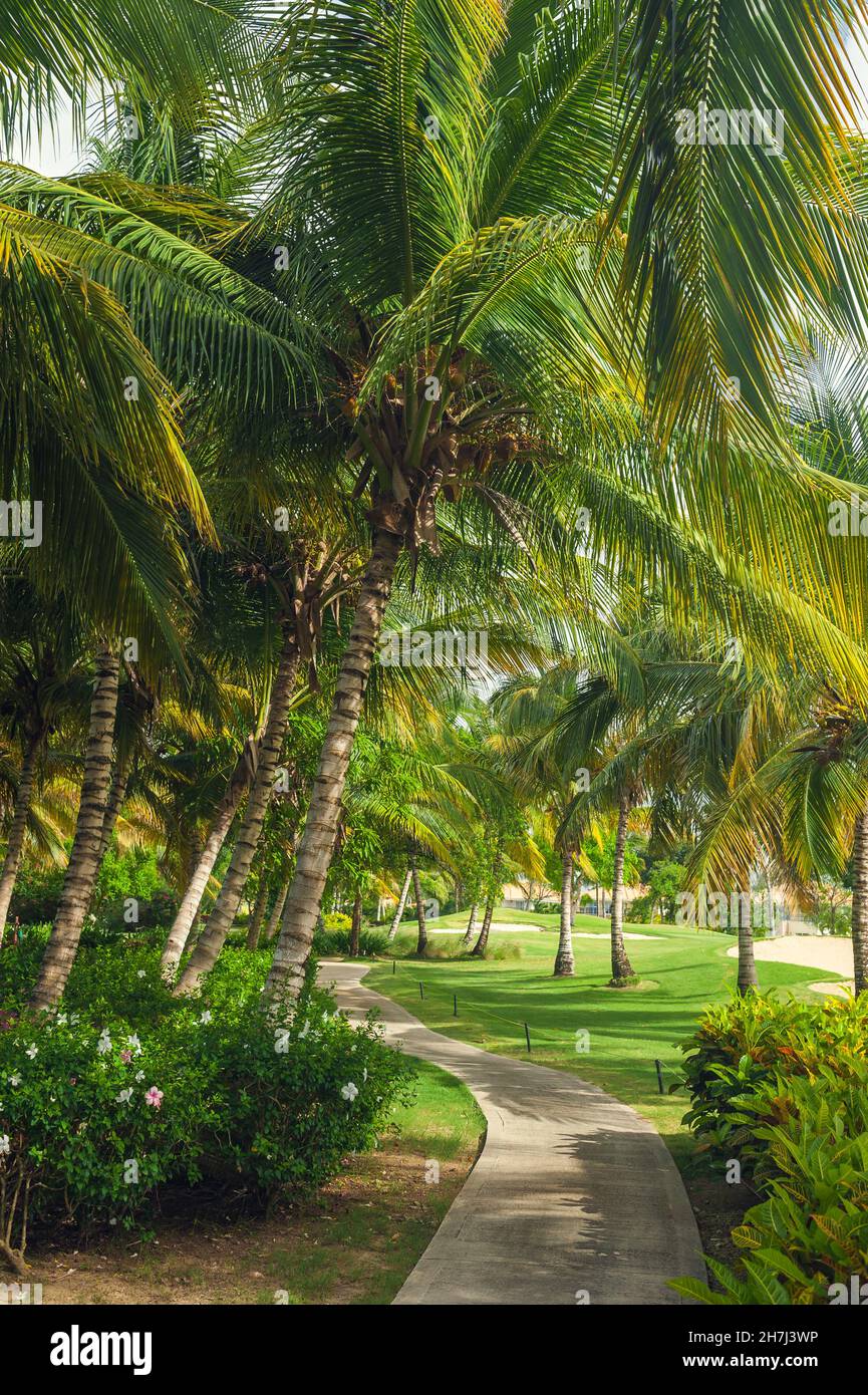 Exotic Palms Beach Resort Grounds. Beautiful Palm tree in tropical ...