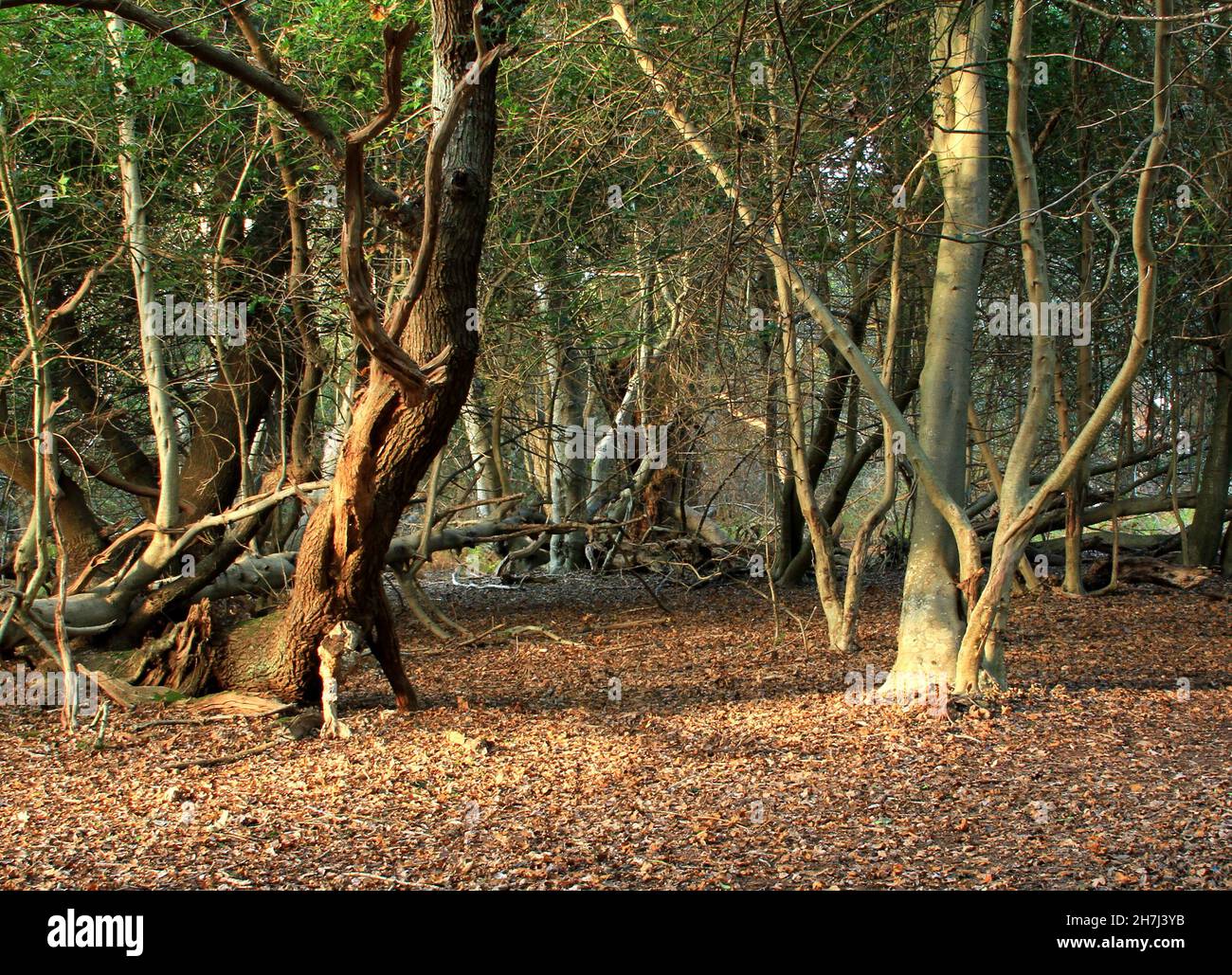 Staverton forest suffolk hi-res stock photography and images - Alamy