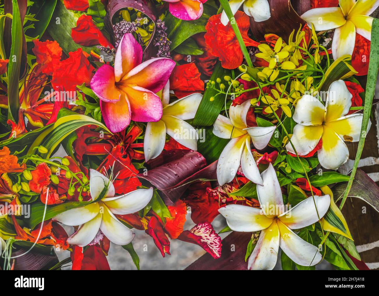 Pink Flame Tree Flowers High Resolution Stock Photography and Images ...