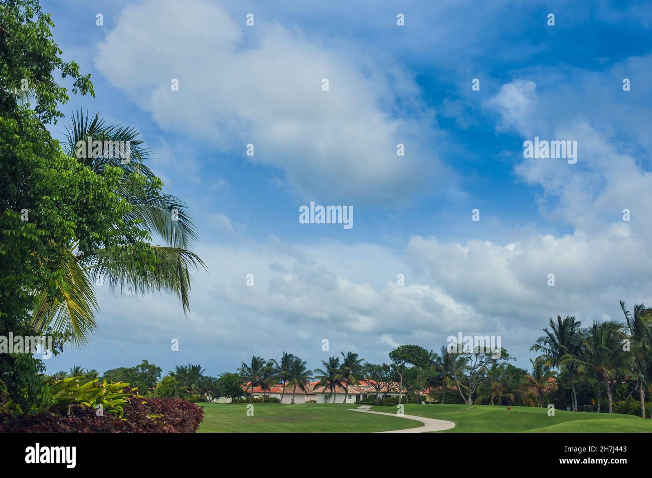 Golf course in Dominican republic. field of grass and coconut palms on ...