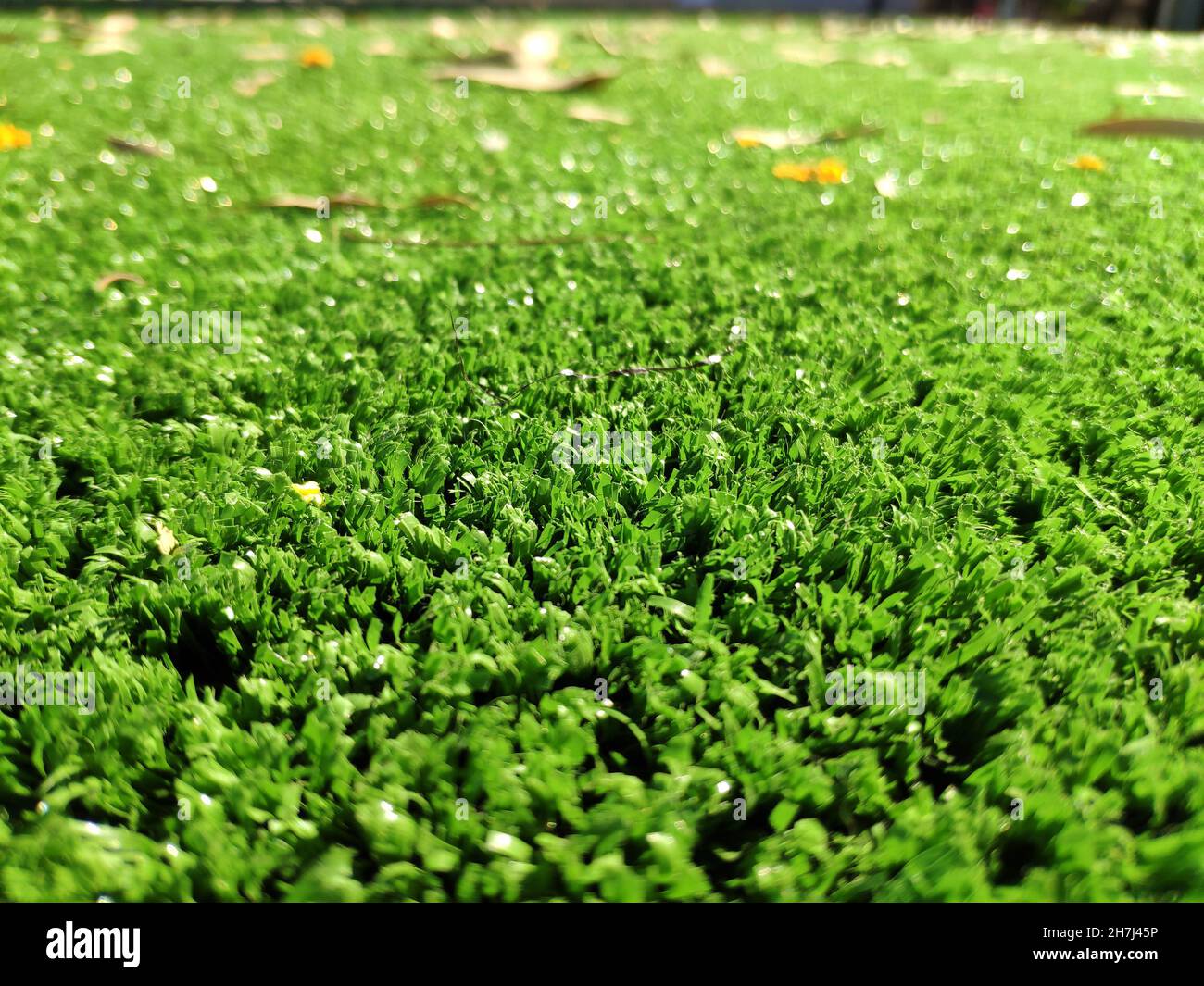 Fresh green grass background, close view macro photo with blurred edges ...
