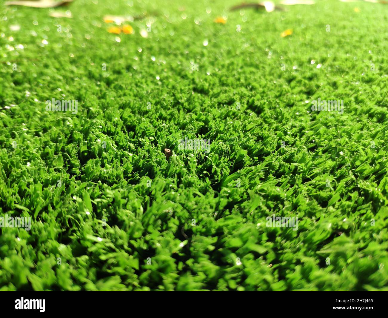 Fresh green grass background, close view macro photo with blurred edges ...