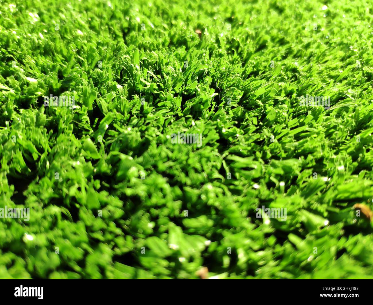 Fresh green grass background, close view macro photo with blurred edges ...