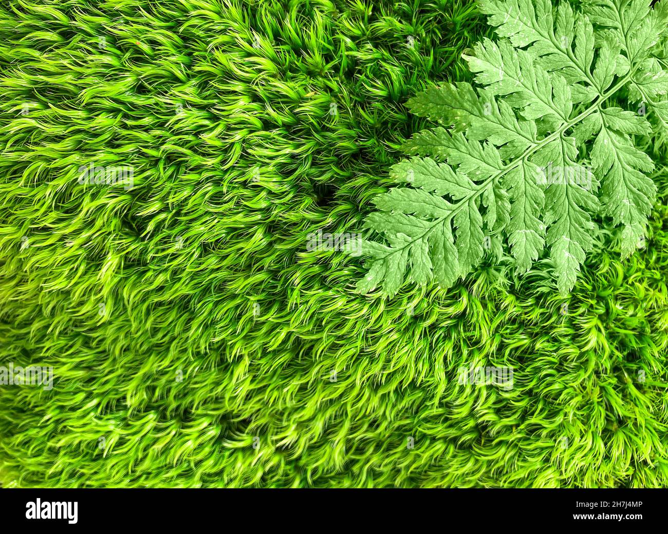 Leaf moss detail Stock Photo - Alamy