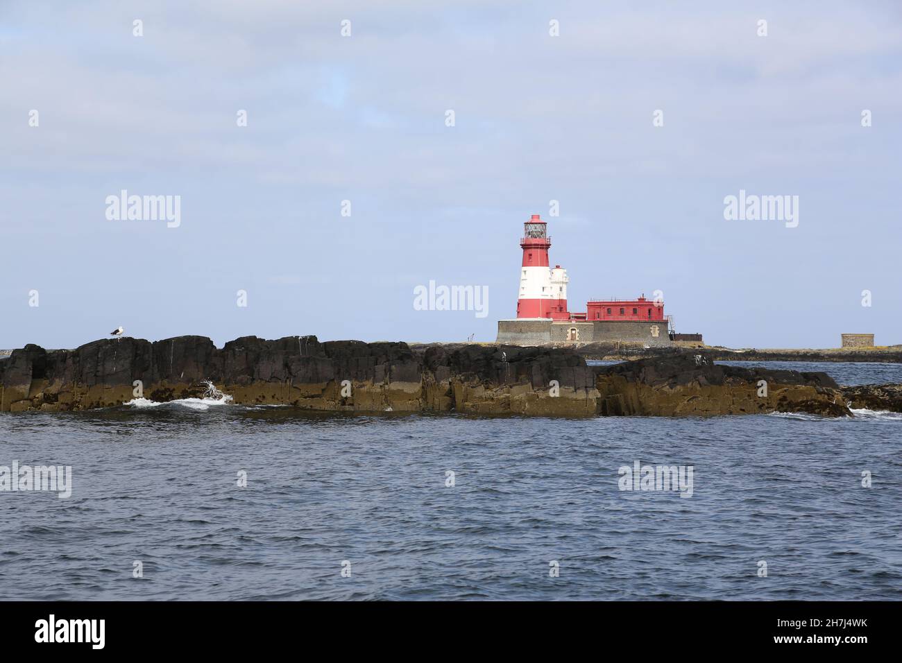 Rabbits and puffins hi-res stock photography and images - Alamy