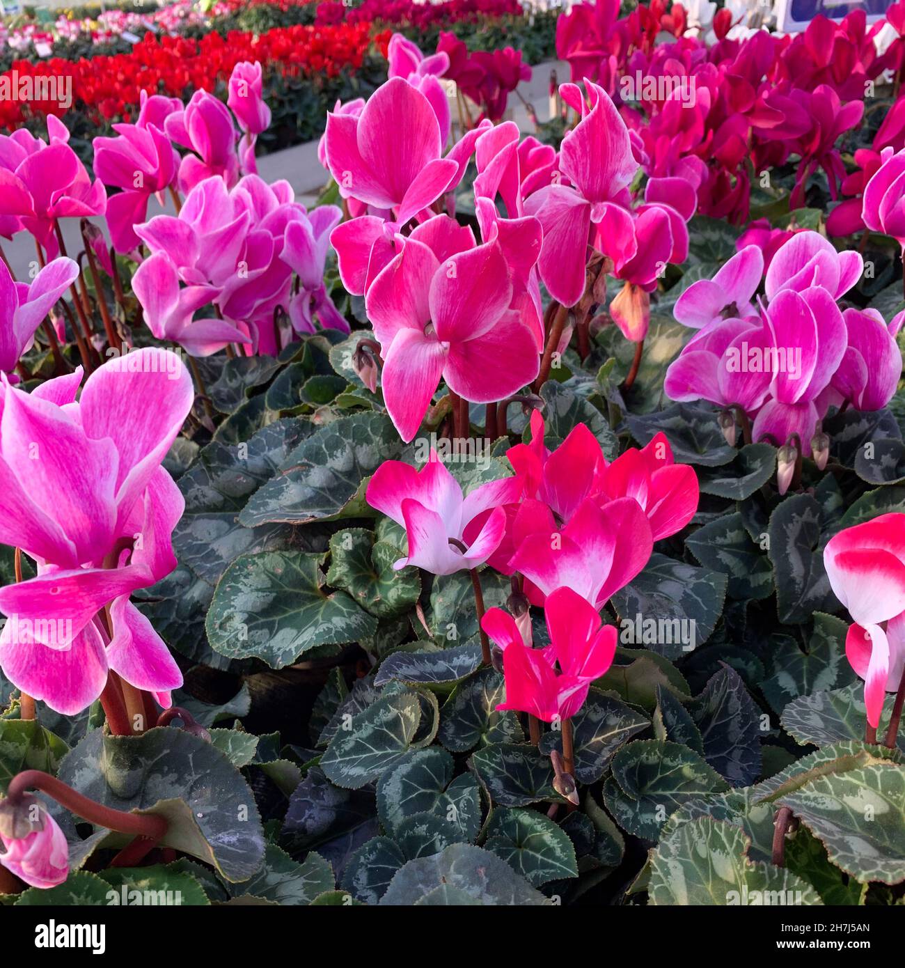 Cyclamen drawing hi-res stock photography and images - Alamy